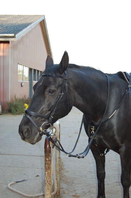Vis din sorte hest - Opslag, billeder og video - Heste-Nettet.dk
