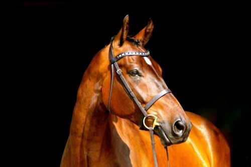 Heste billeder med sort baggrund - Opslag, billeder og video - Heste ...