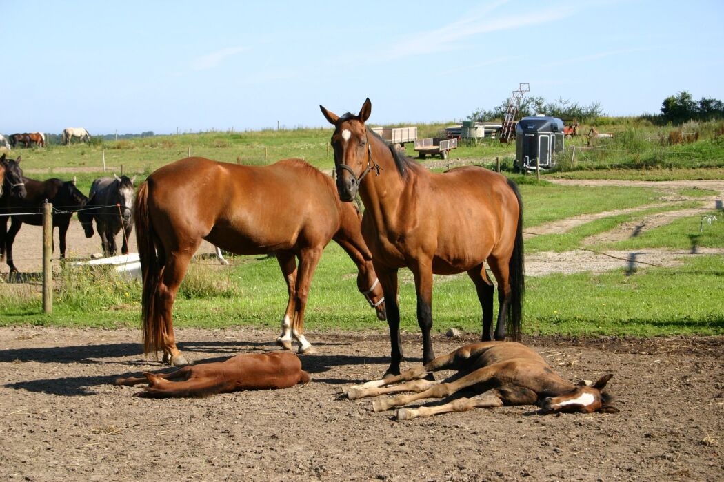 Føl forsøgt stjålet fra fold - Nyheder - Heste-Nettet.dk