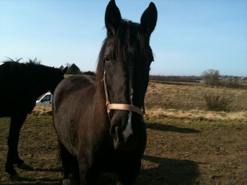 Vis din sorte hest - Opslag, billeder og video - Heste-Nettet.dk