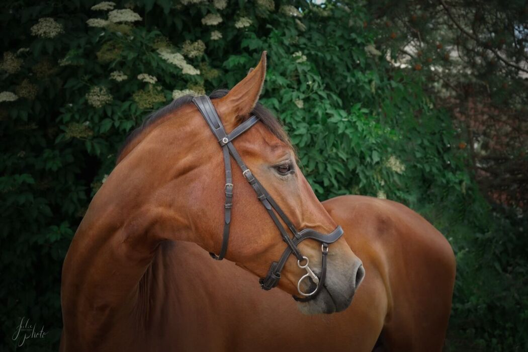 Hest til salg: Amadeus (208333201703982) - Rolig vallak sælges - Heste-Nettet.dk