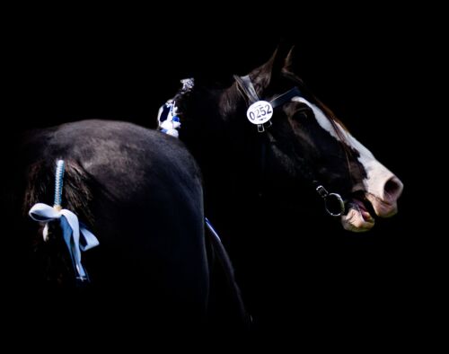 Heste billeder med sort baggrund - Opslag, billeder og video - Heste ...