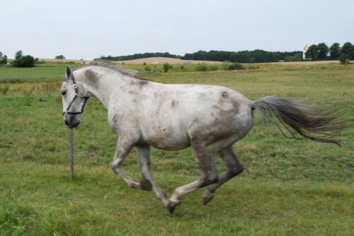 Flyvende hest - Opslag, billeder og video - Heste-Nettet.dk