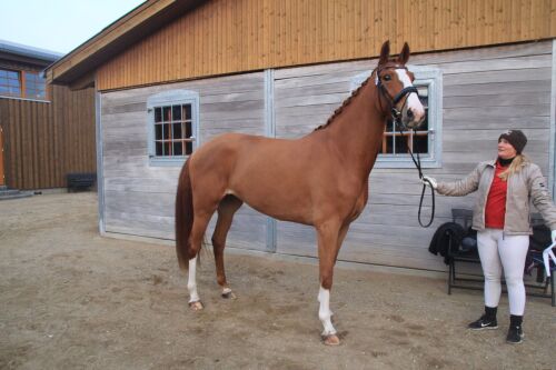 Hingst til Bon Balou hoppe - Avl - Heste-Nettet.dk