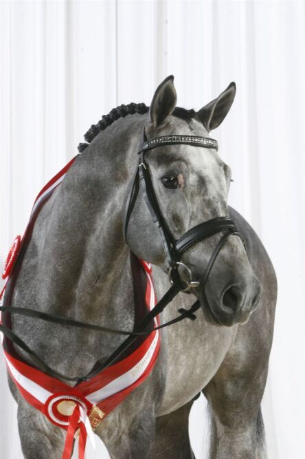 Jubiii Quintón tilbage i avlen - Avl - Heste-Nettet.dk