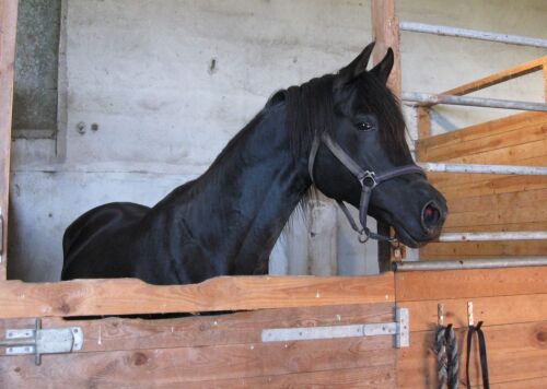 Sorte heste ... - Opslag, billeder og video - Heste-Nettet.dk
