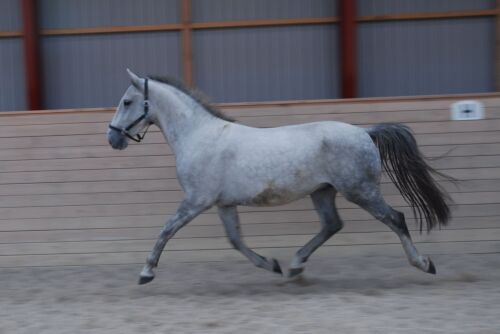 Flyvende hest - Opslag, billeder og video - Heste-Nettet.dk