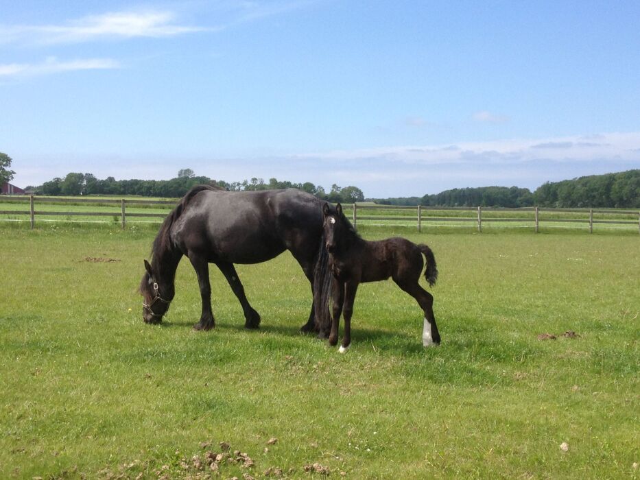 Hest til salg: Zilina R. (208333201301843) - Super smuk Barok-Frieser ...