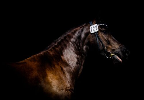 Heste billeder med sort baggrund - Opslag, billeder og video - Heste ...