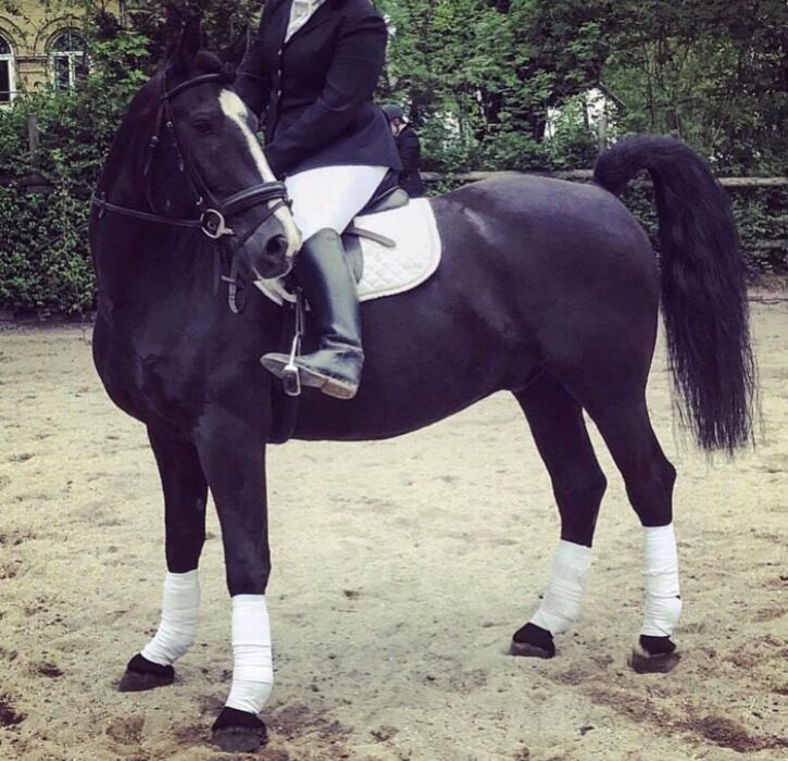 Hest til salg: Black Sherman (HST 162752) - Sort skønhed - Heste-Nettet.dk