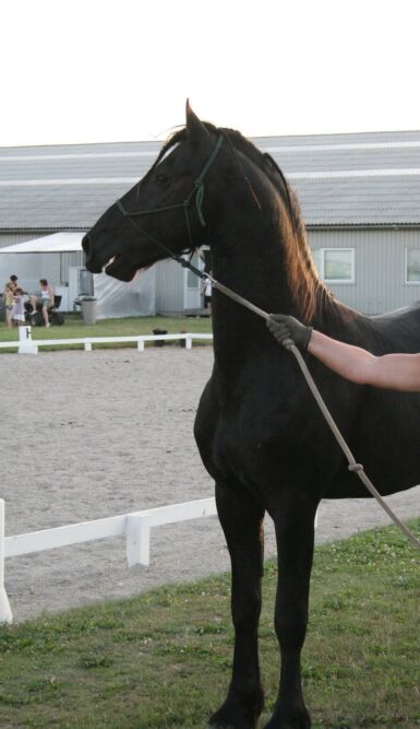 Sorte heste ... - Opslag, billeder og video - Heste-Nettet.dk