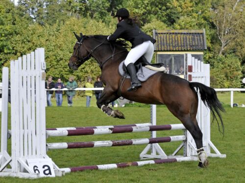 Springbilleder - Vis ET - Opslag, billeder og video - Heste-Nettet.dk