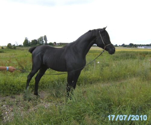 Sorte heste ... - Opslag, billeder og video - Heste-Nettet.dk