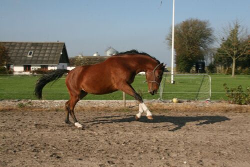 Flyvende hest - Opslag, billeder og video - Heste-Nettet.dk