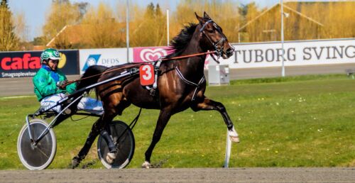 Billder fra Charlottenlund Travbane - Opslag, billeder og video - Heste ...