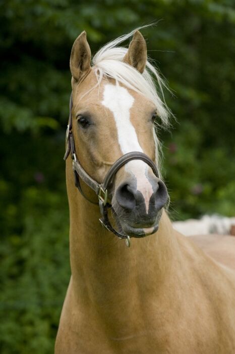 Hingst: King's Knight (208333200404106) - Part breed Palomino araber ...