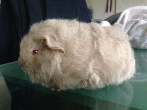 Se mine CH-teddy marsvin - Alt om andre dyr - Heste-Nettet.dk