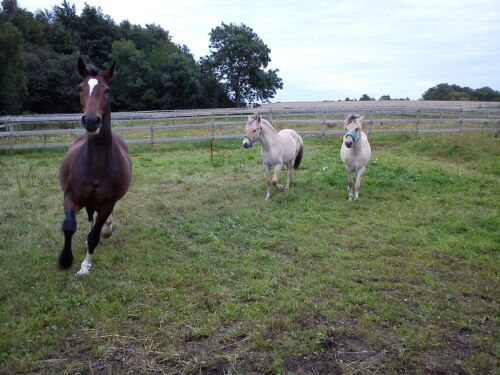 hegn, fold størrelse osv... - Hesteejendomme - Heste-Nettet.dk