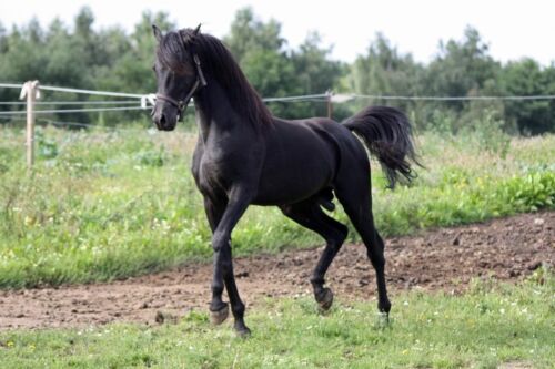 Sorte heste ... - Opslag, billeder og video - Heste-Nettet.dk