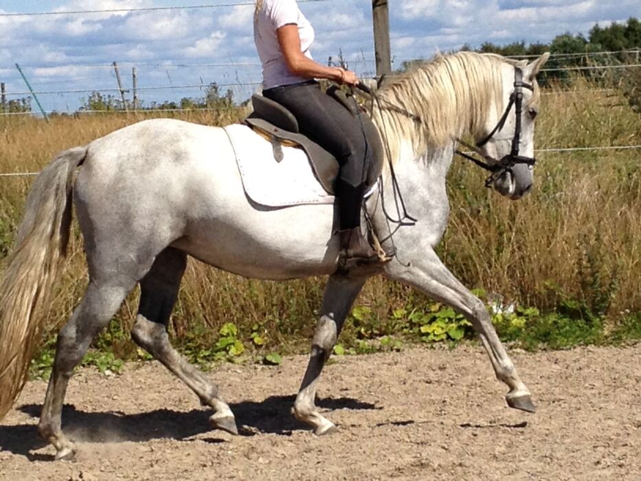 Hest til salg: chiquita (7240150902DK072) - Ung og lovende PRE hoppe sælges fra avler. - Heste ...