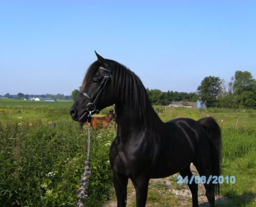 Sorte heste ... - Opslag, billeder og video - Heste-Nettet.dk