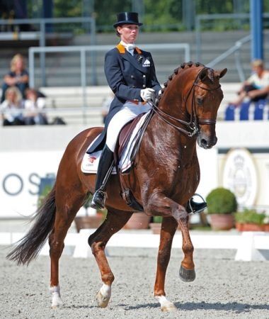 KWPN hingsten Jazz er død - Nyheder - Heste-Nettet.dk