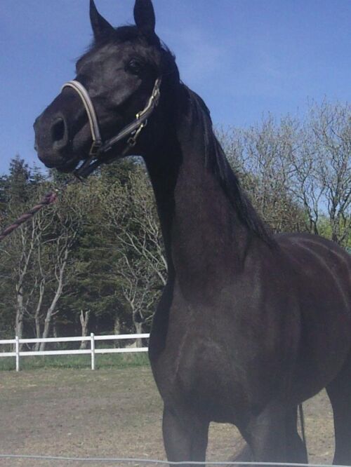 Sorte heste ... - Opslag, billeder og video - Heste-Nettet.dk