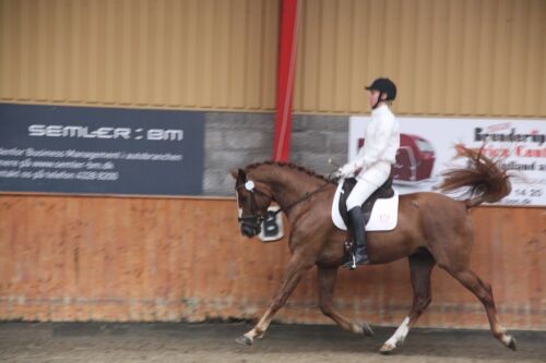 Flyvende hest - Opslag, billeder og video - Heste-Nettet.dk