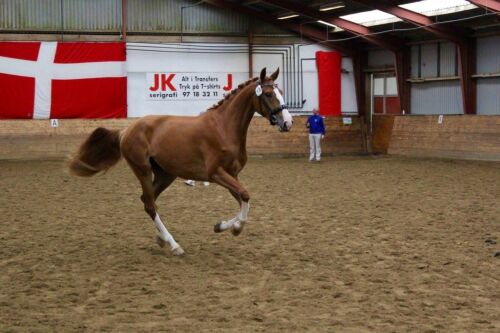 Hingst til Bon Balou hoppe - Avl - Heste-Nettet.dk