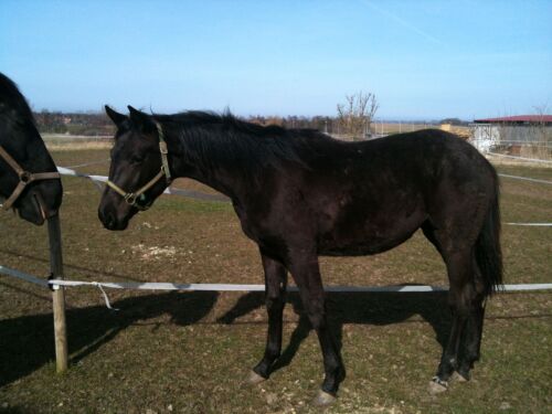 Vis din sorte hest - Opslag, billeder og video - Heste-Nettet.dk