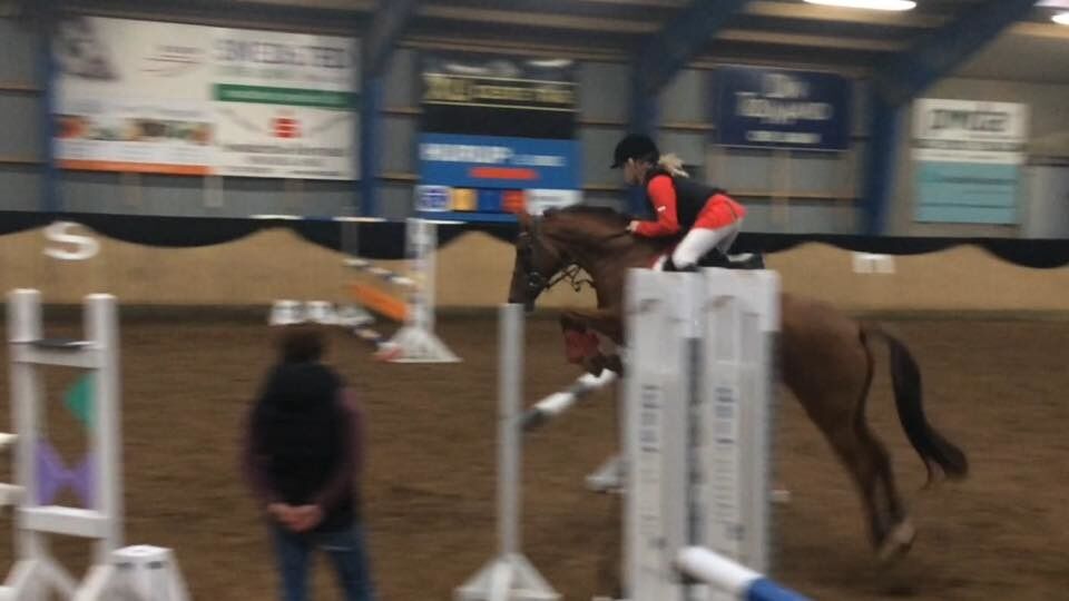 Hest til salg: Sheila (208333SP0708721) - Spring talent - Heste-Nettet.dk