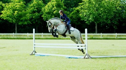 PRE update - springning - Opslag, billeder og video - Heste-Nettet.dk