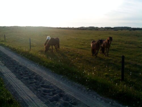 Hvad er det farligste dyr i verden.... - Hyggesnak - Heste-Nettet.dk