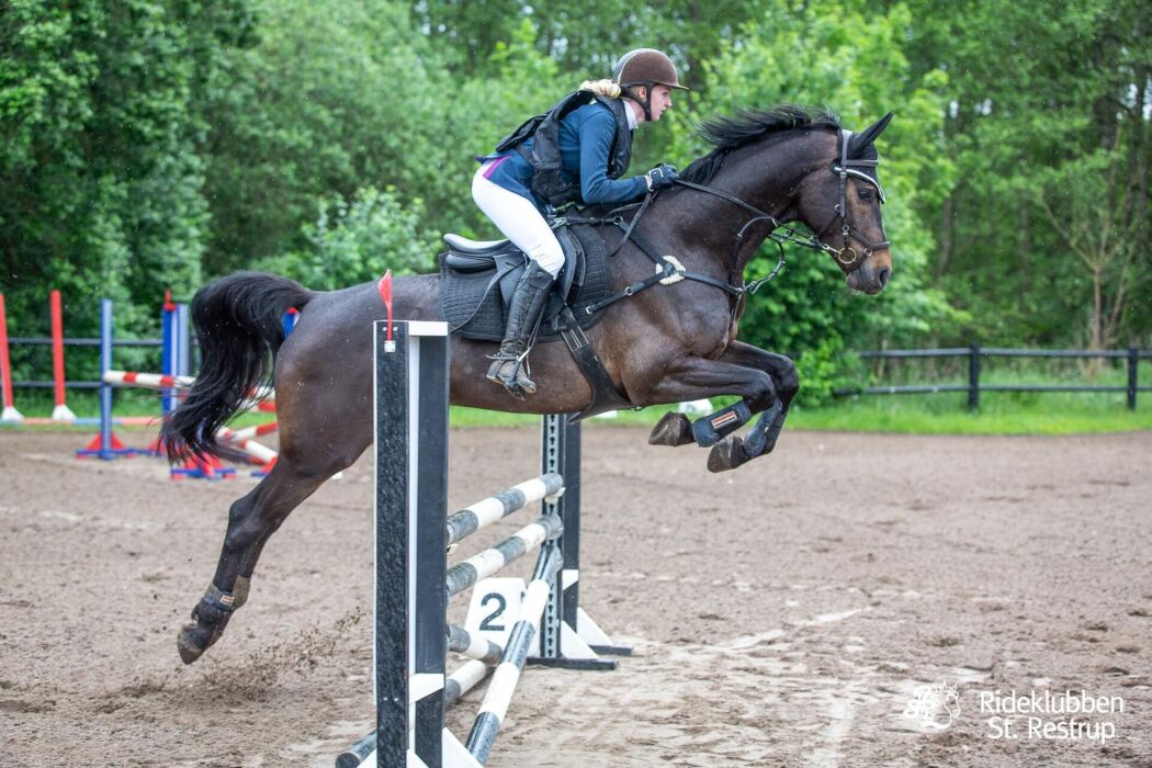 Jameson (208333DW1300774) - Heste-Nettet.dk