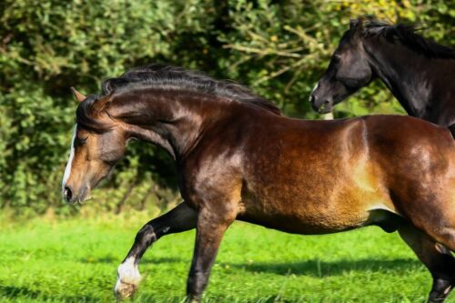 Min "lille" baby hest "mini Maccoy":) - Opslag, billeder og video ...