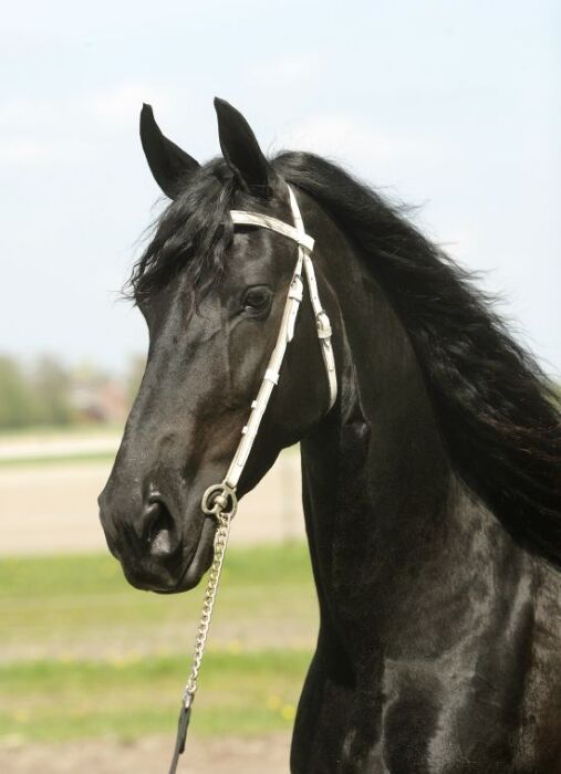 Danmarks største Frieser-show - Nyheder - Heste-Nettet.dk