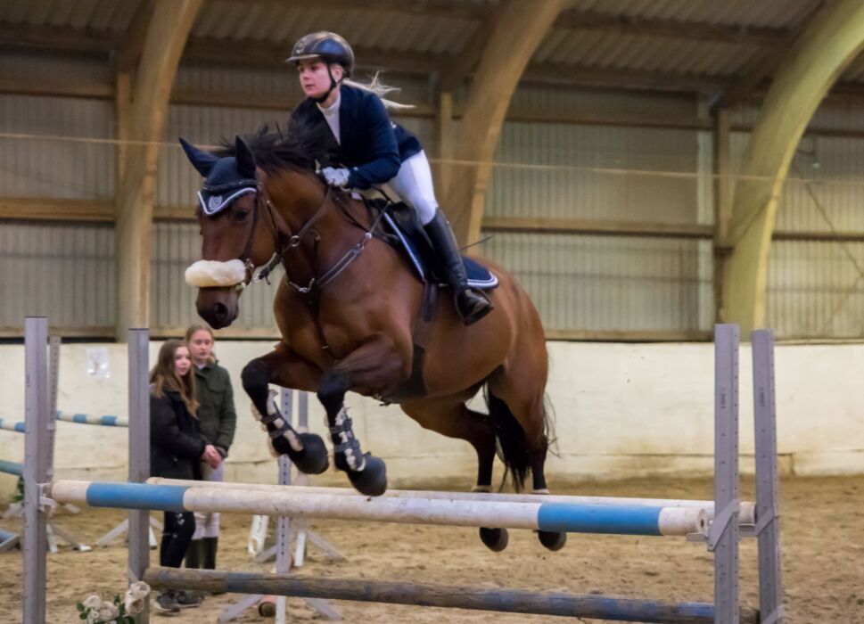 Hest til salg: Calvin Mak (208333DW0708237) - Military/Spring/jagt hest ...