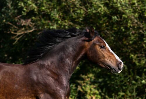 Min "lille" baby hest "mini Maccoy":) - Opslag, billeder og video ...