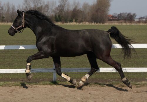 Sorte heste ... - Opslag, billeder og video - Heste-Nettet.dk