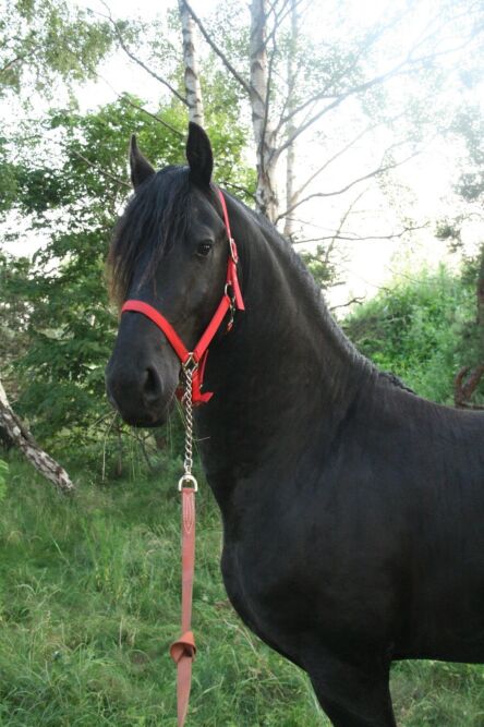Søger sort hest med rød grime - Opslag, billeder og video - Heste-Nettet.dk