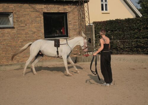 Hvad ser du? For sjov - Opslag, billeder og video - Heste-Nettet.dk