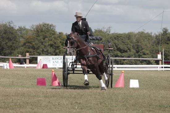 Danmarksmestre i kørsel med hest/pony og vogn - Nyheder - Heste-Nettet.dk