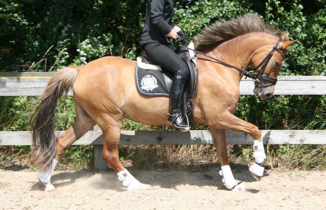 Hest til salg: Stegstedgaards Campbell (NF 2211) - SUPER FANTASTISK ALL ...