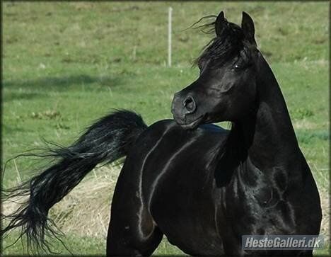 race tråd kom nu :D - JHN Hesteracer (Arkiv) - Heste-Nettet.dk