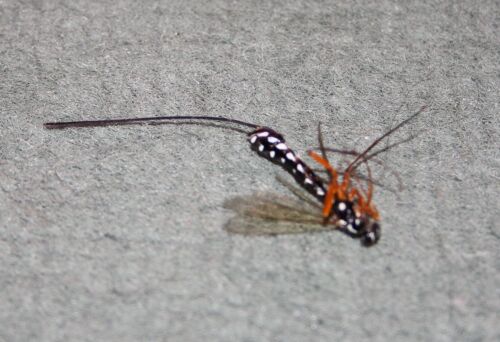 Hvad er det for et underligt dyt? - Opslag, billeder og video - Heste ...