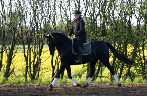 Sorte heste ... - Opslag, billeder og video - Heste-Nettet.dk
