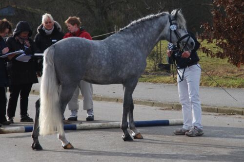 Årets hingst 2015 (NF) - Avl - Heste-Nettet.dk