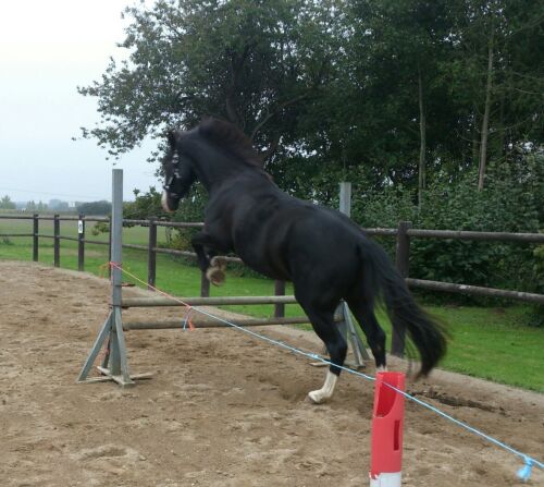 spring unghest - Træning - Heste-Nettet.dk