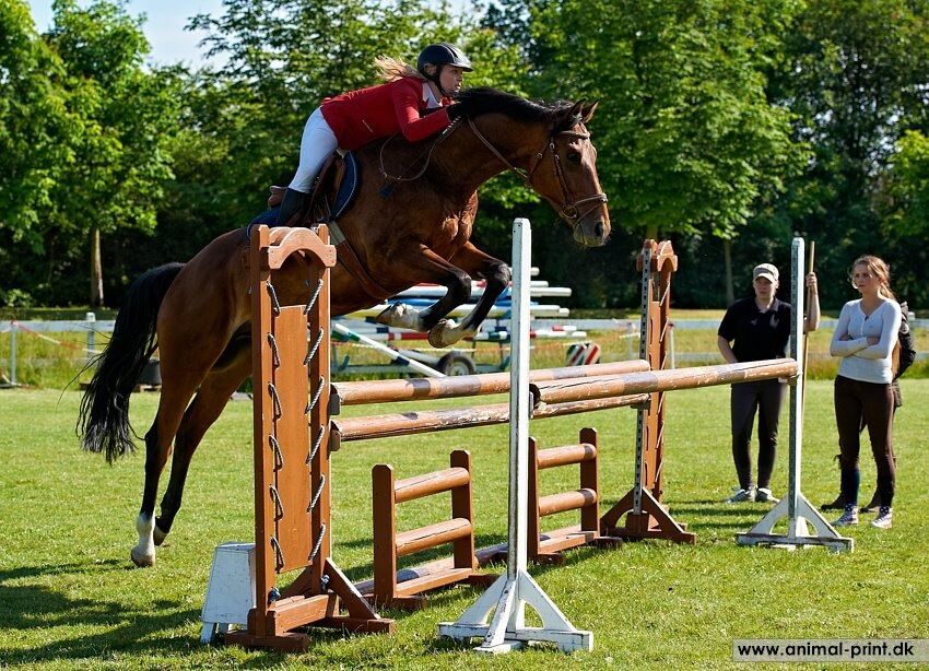 Hest til salg: Cyrian Weering (528008040095604) - Smuk Springhest, med ...