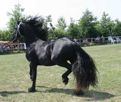 Sorte heste ... - Opslag, billeder og video - Heste-Nettet.dk